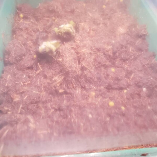 Freeze Dried Organic Comfrey Leaves Fresh Cut! Use This Instead as ...