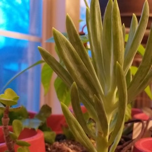 Extra Large Blue Chalk Sticks Cuttings, Curio Repens, Chalk Fingers ...