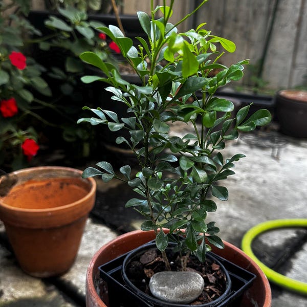 Chinese Perfume Tree, Chinese Rice Flower, in 4" or 6" Pot Aglaia ...