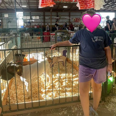 Market Barrow Hog Pig Show Award for Livestock Show Expo 4H Trophy - Etsy