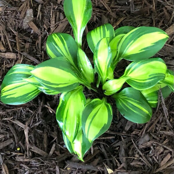 Miniature School Mouse Hosta. Super Plant. Loves Sun. Perfect for Front ...