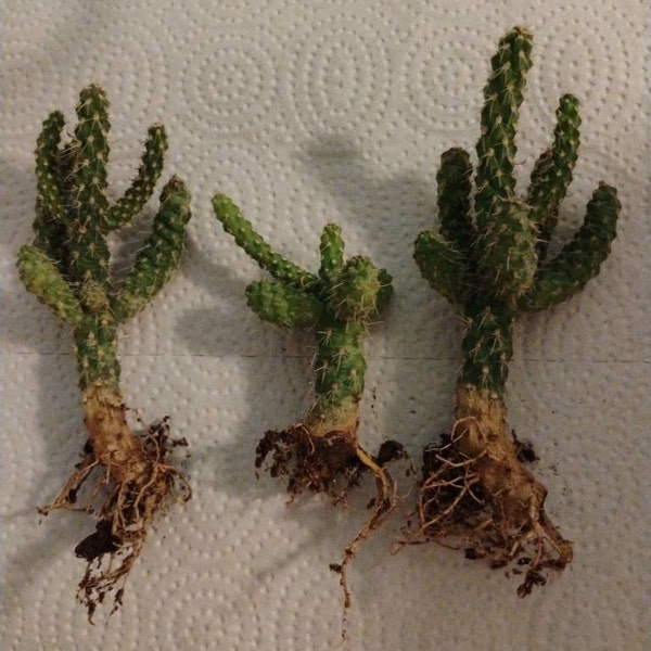 Gymnocalycium Baldianum Cactus Plant, Fully Rooted, AKA Spider Cactus ...
