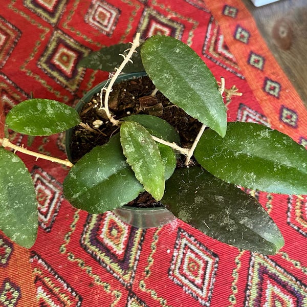 Hoya Parviflora Splash in 4.5”pots - Rare Hoya - Wax Plant - Attractive ...