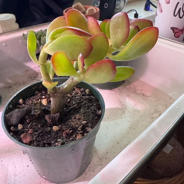 Jade Plant | Crassula Ovata | Jade Succulent Plant | Succulent ...