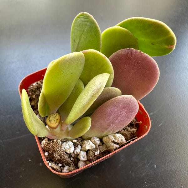 Weeping Jade, Trailing Jade, Variegated Succulent, Home Decor Plant ...