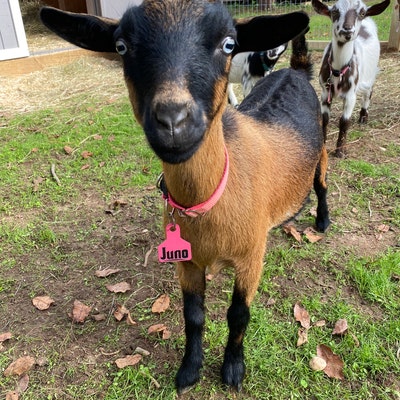 Solid Color BREAKAWAY Safety Dog Goat Pig Sheep Collar Many Colors Any ...