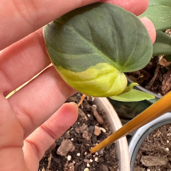Nono Banana (musa Pink Variegated) Medium Size - Etsy