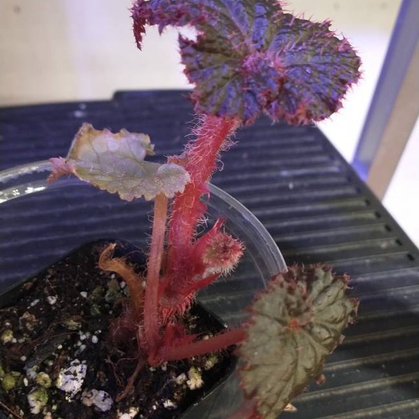 SEEDS - Begonia Sp Mantuk - Etsy
