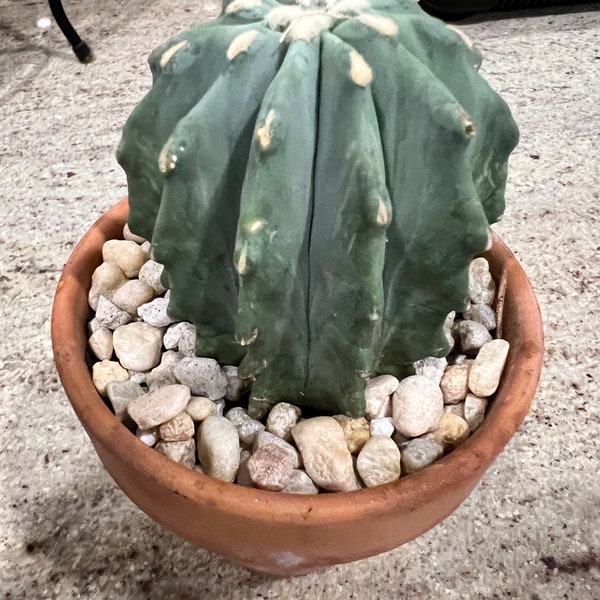 Rare Ferocactus Glaucescens Inermis Cactus, Spineless Live Plant (3 ...