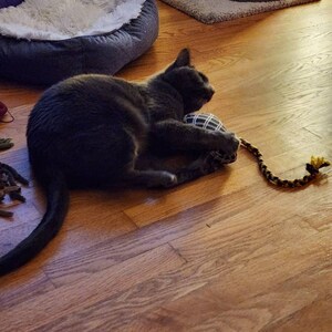 Pico De Gato 1oz Resealable Package of Super Potent Catnip 16100 - Etsy