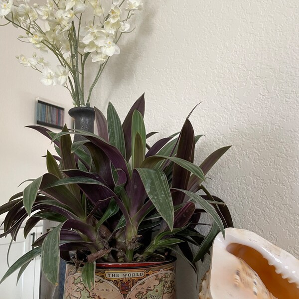 Vintage Cobalt Blue Toothpick Holder. Agave Cactus Design, Summit Glass ...