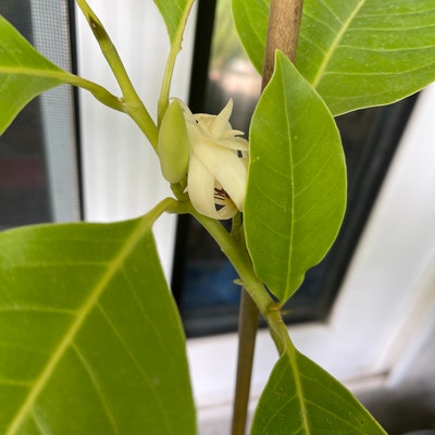 White Champaca Live Plant 1 to 2 Feet Ship in 6 Pot - Etsy