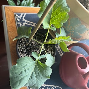 1 Plant of Perennial Basil Herbalea Wild Magic Custom Made to Order - Etsy