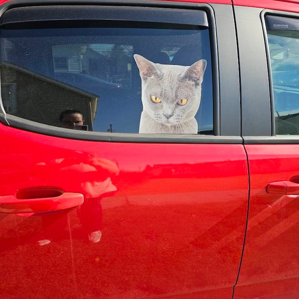 Cat Sticker -multiple Sizes-, Grumpy Cat Sticker, Cat, Kitty, Cat Gift ...