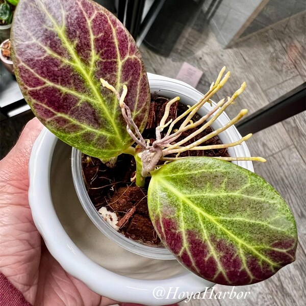 Hoya ALBO Variegated Polyneura ROOTED Cutting ONE Node Cutting Grower's ...