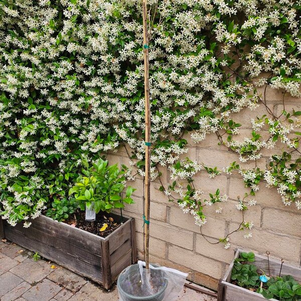 John F. Kennedy Hybrid Tea Rose Live Healthy Plant Fragrant Bush ...