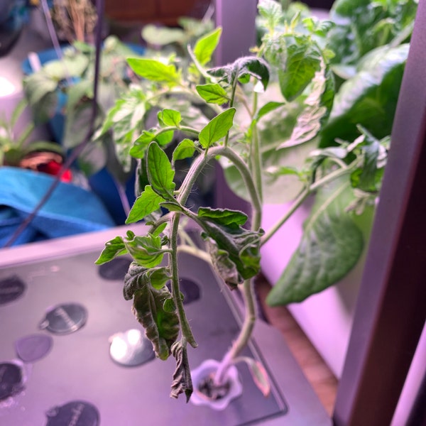 Roma Tomato Seeds - Organic, Heirloom, Open Pollinated, Non GMO - Grow ...