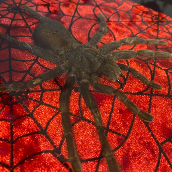 Euphaea Variegata, Teal and Violet Damselfly A, Mounted, Spread ...