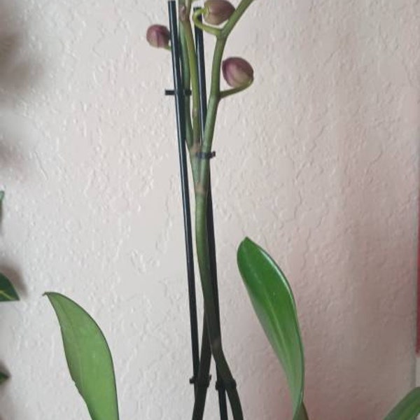 Rlc. Sung Ya Green 'mailman' (2.5” Pot) - Etsy