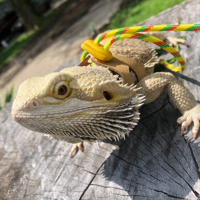 Bearded Dragon Hat Lizard Costume Reptile Hat Crochet - Etsy