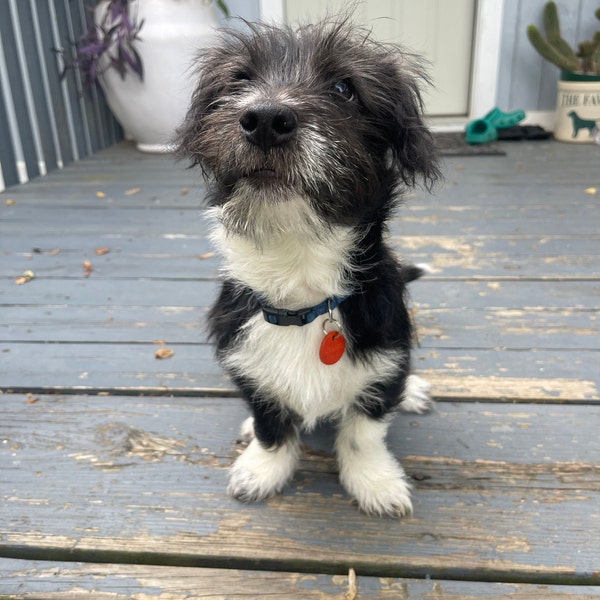 Dog Tag, Leather Tag, Silent ID Tag, Personalized Dog Tag, Small Dog ...