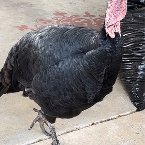 Personalized Chicken or Bird Leg Band, Name Band - Etsy