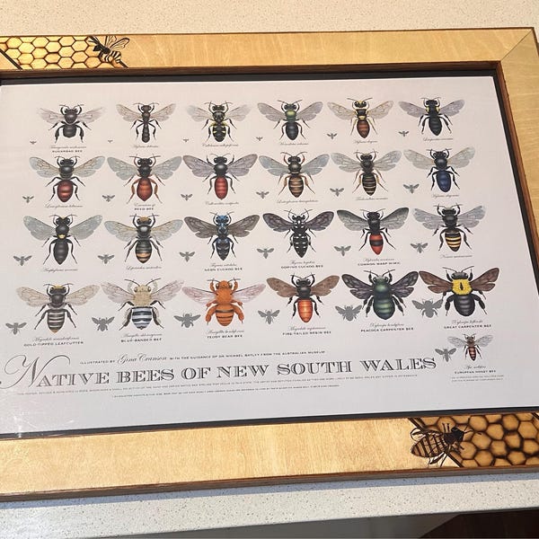 Native Bees of Queensland Poster (third Edition) - Etsy Australia