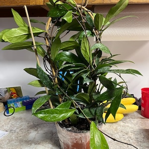 Hoya Pubicalyx Splash in 6pot With Hoop - Etsy