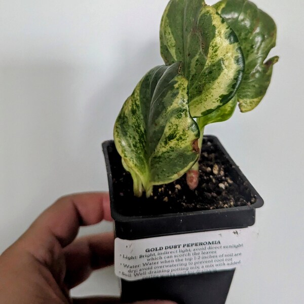 Blushing Lilac Cuttings 'krasavitsa Moskvy' Live Plant Cutting No Roots ...