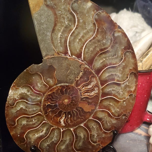 Ammonite Disc Fossil Conch Specimen+free Stand，spiral Shell Fossil ...