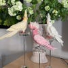 Ringneck Parrot Felted Miniature. Ringneck Replica. Rose-ringed ...