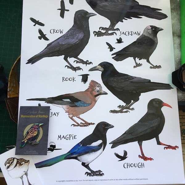 British Corvids Poster | Painting / Wall Art / Nature Print / Bird ...