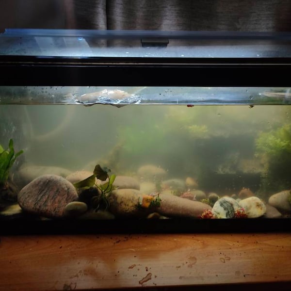 4-5lbs River Rocks Colorful Stones Smooth Aquarium Rocks Terrarium ...