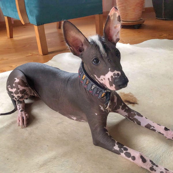 Comfortable, Soft&cosy, Elegant Whippet Martingale Collar. Width 5.5cm ...