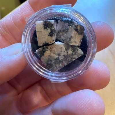 Crotalocephalus Gibbus Trilobite Fossil From Morocco original, Not a ...