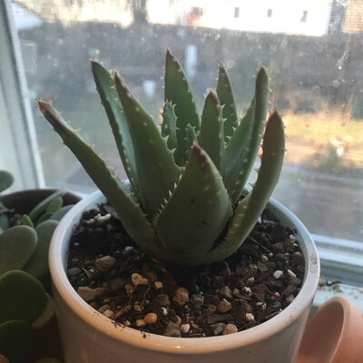 Aloe Brevifolia Alligator Crocodile Plant Rooted Young Pup FREE ...