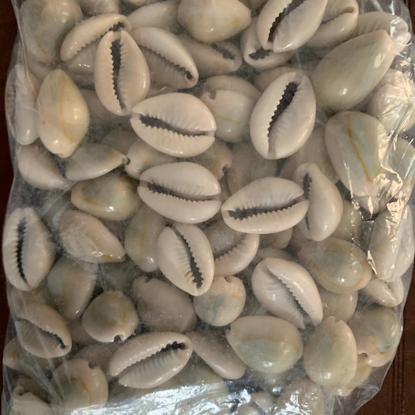 5 to 100 Pieces Clearance Sale Open Back Shells Real Ring Tops Cowrie ...