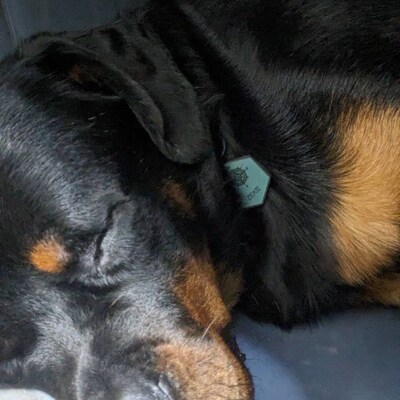 Frog Rogue Class Sticker RPG Sticker Tabletop Gaming - Etsy