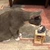 Stretching Cat Automata, Wooden Hand Crank Motion - Etsy
