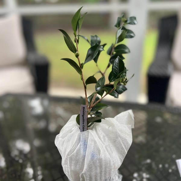 Fragrant Princess Dwarf Tea Olive 'kaori Hime' Osmanthus Live Plant 1 ...