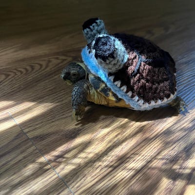 Shark Costume for Turtles/tortoises on Sale - Etsy