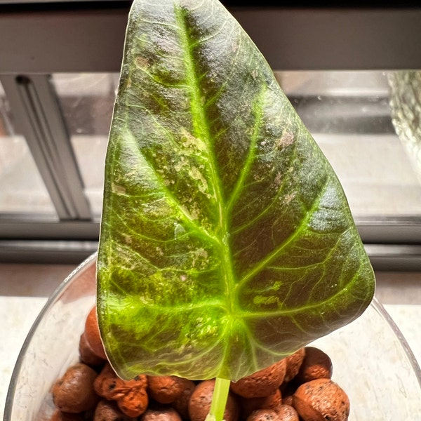 Vintage Milk of Mangnesia Cobalt Blue Bottle - Etsy