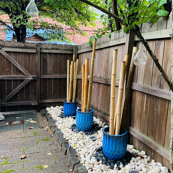 2" Fresh Cut Bamboo - Choose From 1 to 8 Feet Long - Etsy