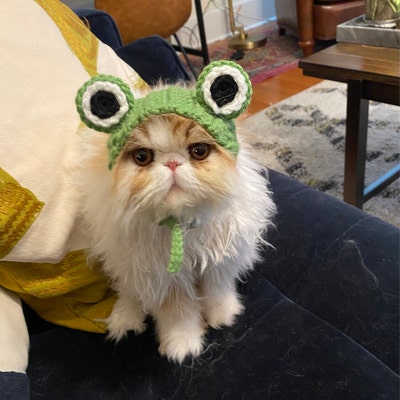 Frog Hat for a Cat Cat Costume Gift for Cat - Etsy