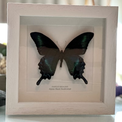 The Luna Moth in Box Frame actias Luna - Etsy