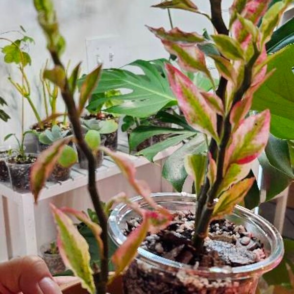 Devil's Backbone I Pink Variegated - Etsy