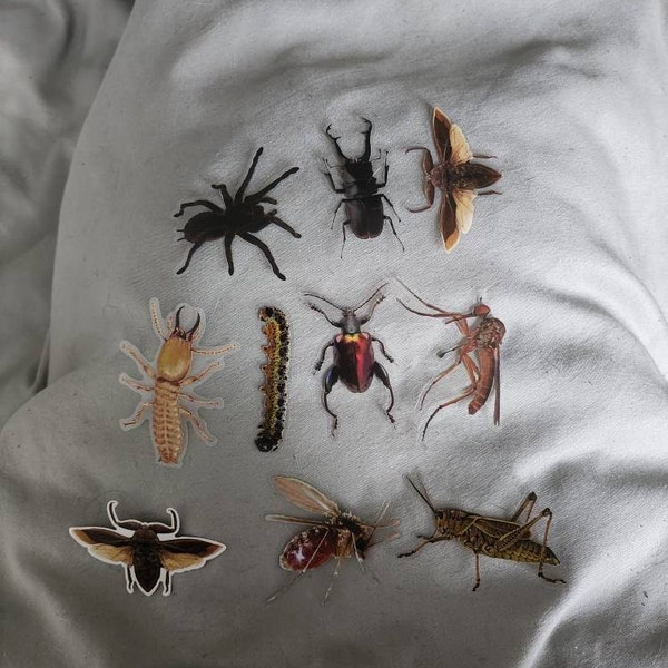 Large Vinyl Transparent Insect Stickers | Die Cut Decal Set ...