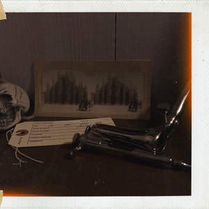 Spindle Sea Shells 10 Real Sea Snail Shells | Etsy