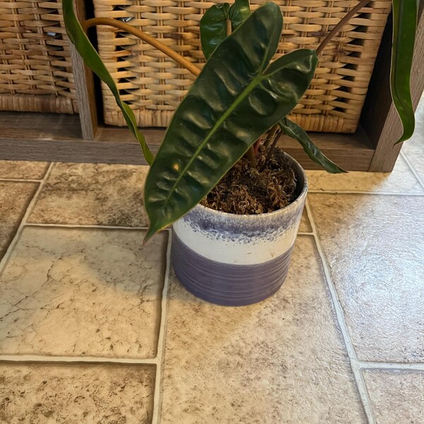 Mican Philodendron Velvet Leaf Philo Indoor & Outdoor Live Tropical ...