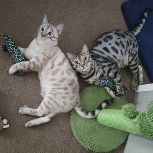 Siamese Catnip Toy Tuxedo Cat Catnip Toy Panther Catnip | Etsy